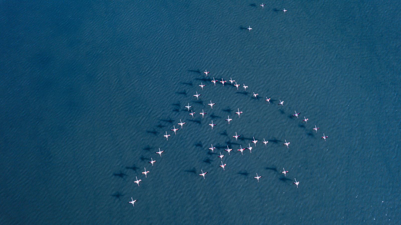 The Science Behind Flocking – Why Birds Fly in V-Formations - bird-life.com