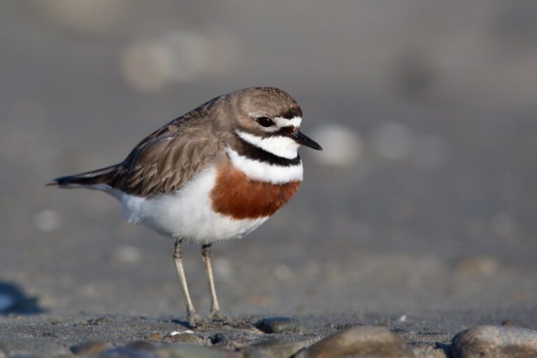 How to Tell a Juvenile Bird From an Adult – A Field Guide - bird-life.com