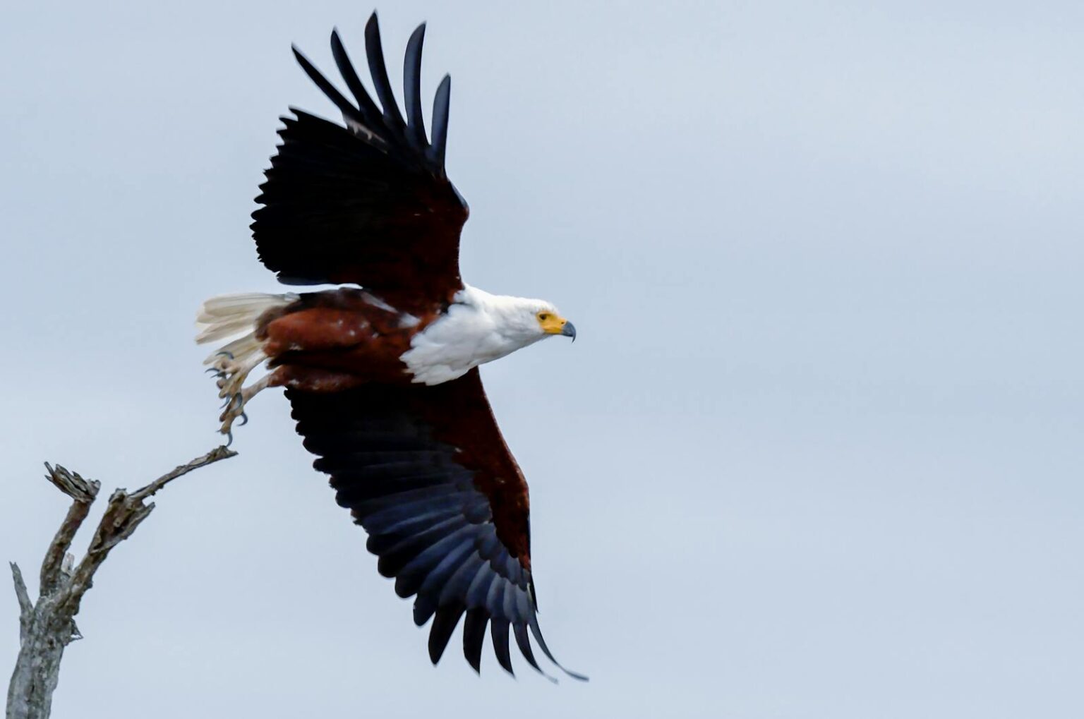 Birds in Ancient Mythology Around the World - bird-life.com