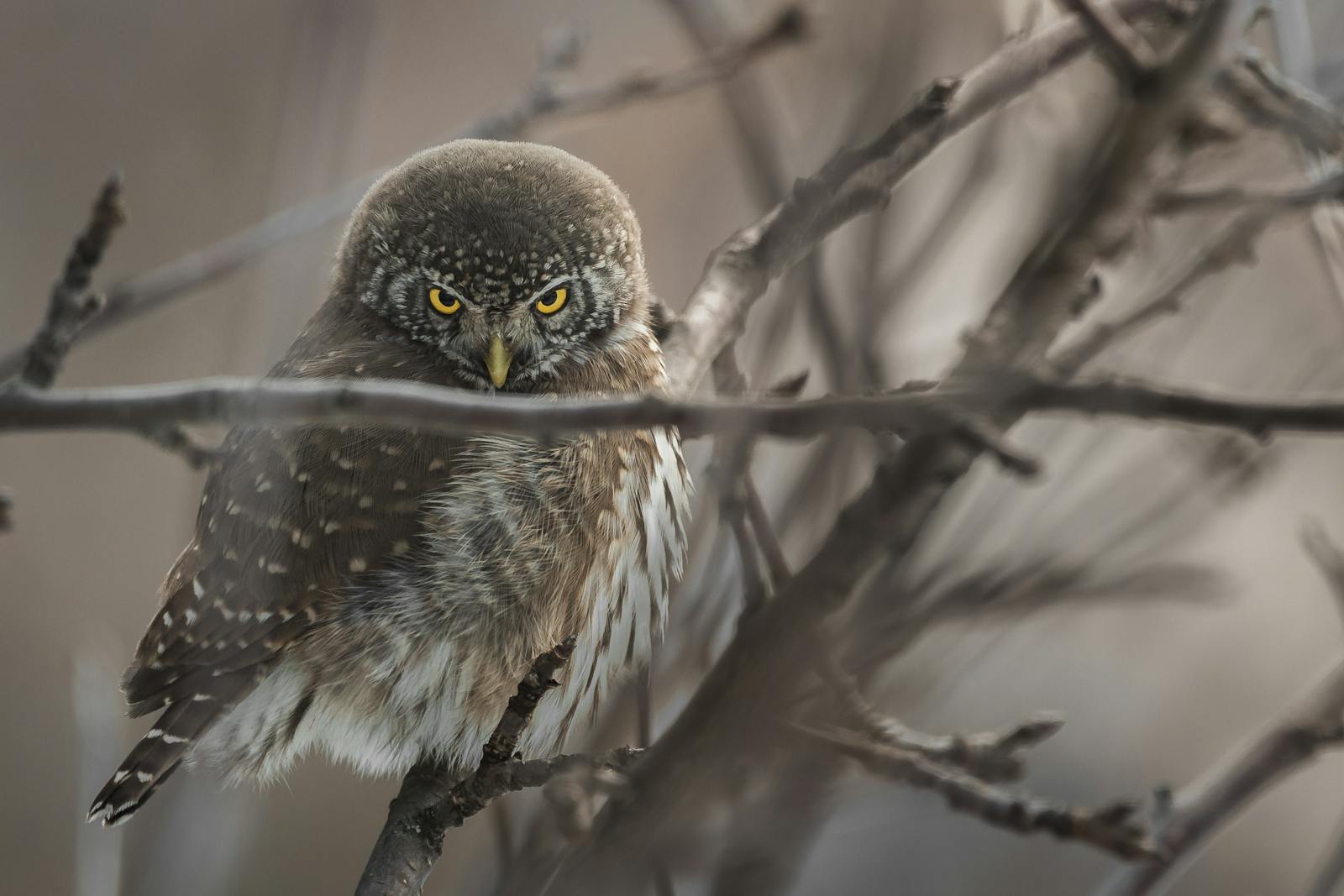 Owls Can Hear This — 5 Things Humans Will Never Pick Up - bird-life.com