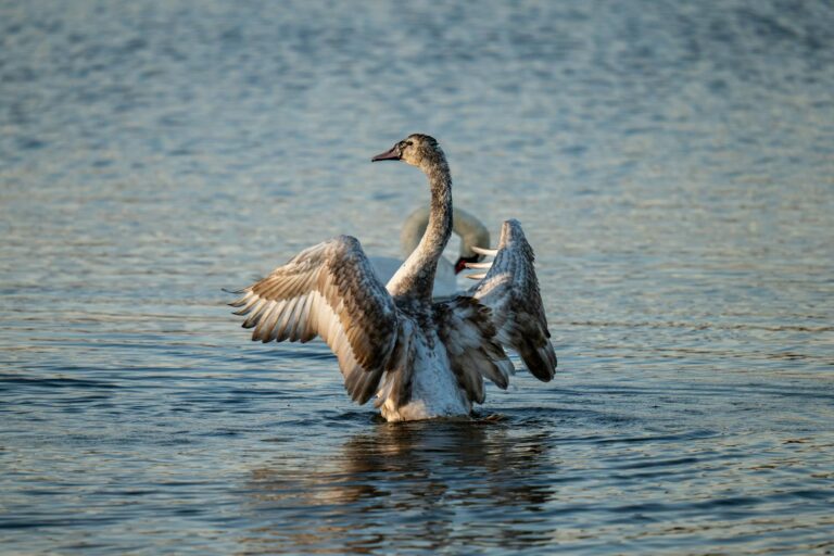The Science Behind Molting – Why Birds Shed Their Feathers - bird-life.com