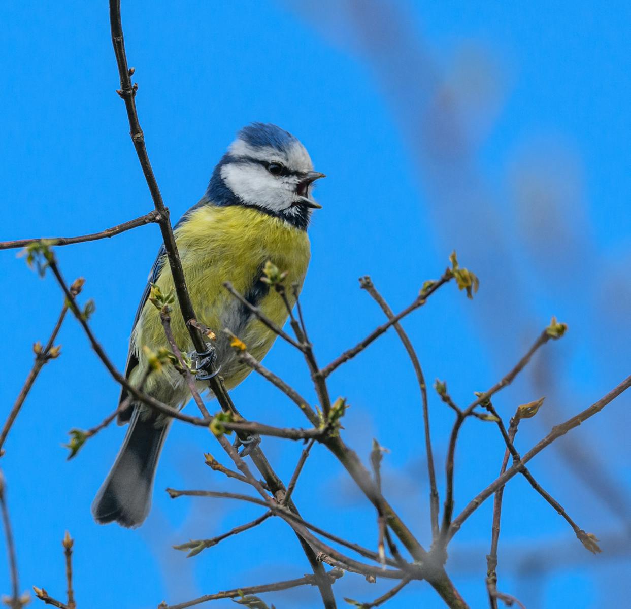 The Different Types of Bird Songs and What They Mean - bird-life.com