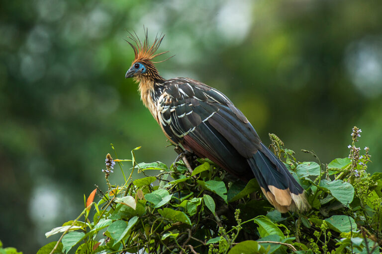 Why the Hoatzin Chick Has Claws Like a Dinosaur - bird-life.com
