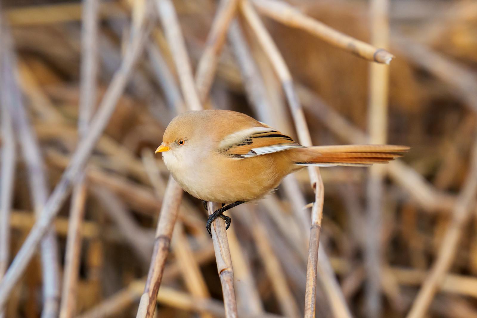 The Best Editing Apps for Enhancing Bird Photos - bird-life.com