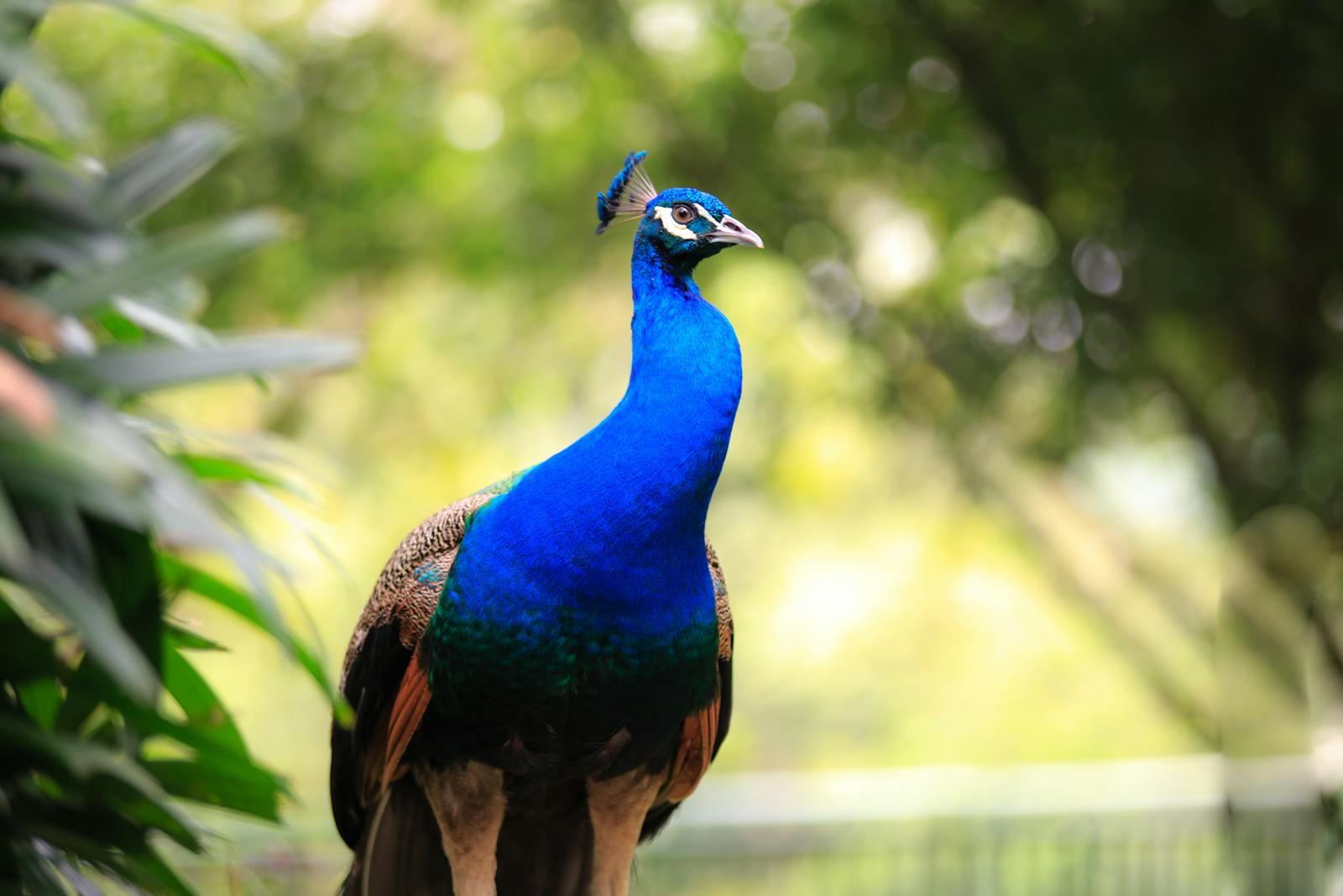 The Cutest Bird Species You’ve Probably Never Heard Of - bird-life.com