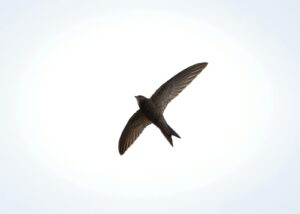 The Bird That Flies Nonstop for Months - bird-life.com