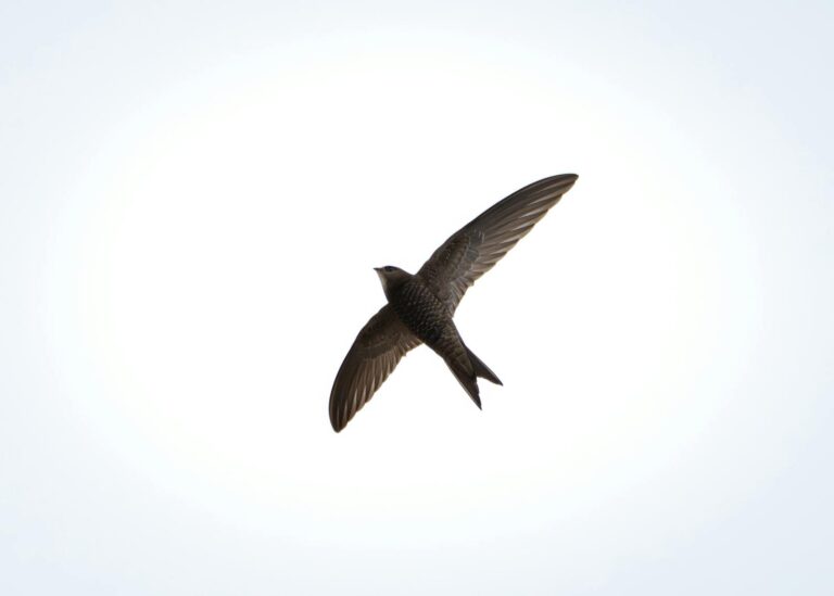 The Bird That Flies Nonstop for Months - bird-life.com