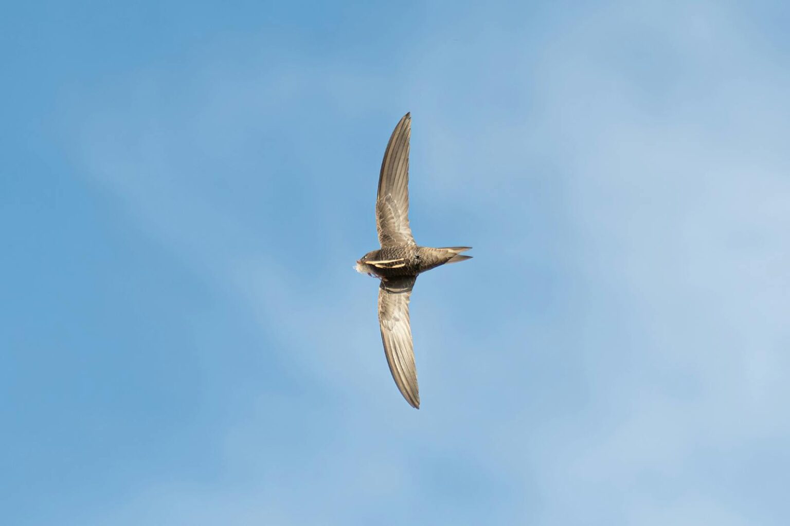 The Bird That Flies Nonstop for Months - bird-life.com