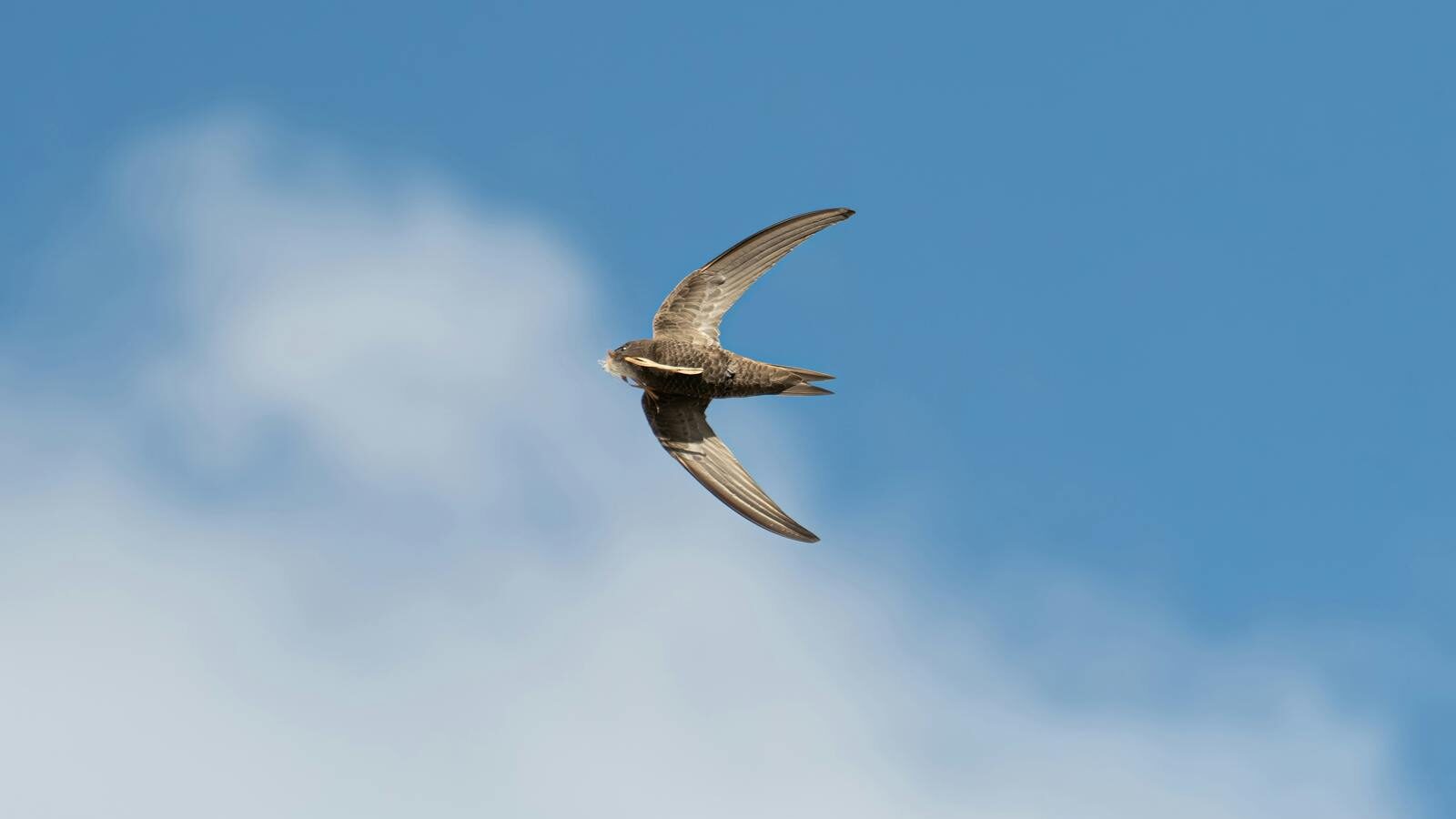 The Bird That Flies for Days Without Landing – Nature’s Endurance ...