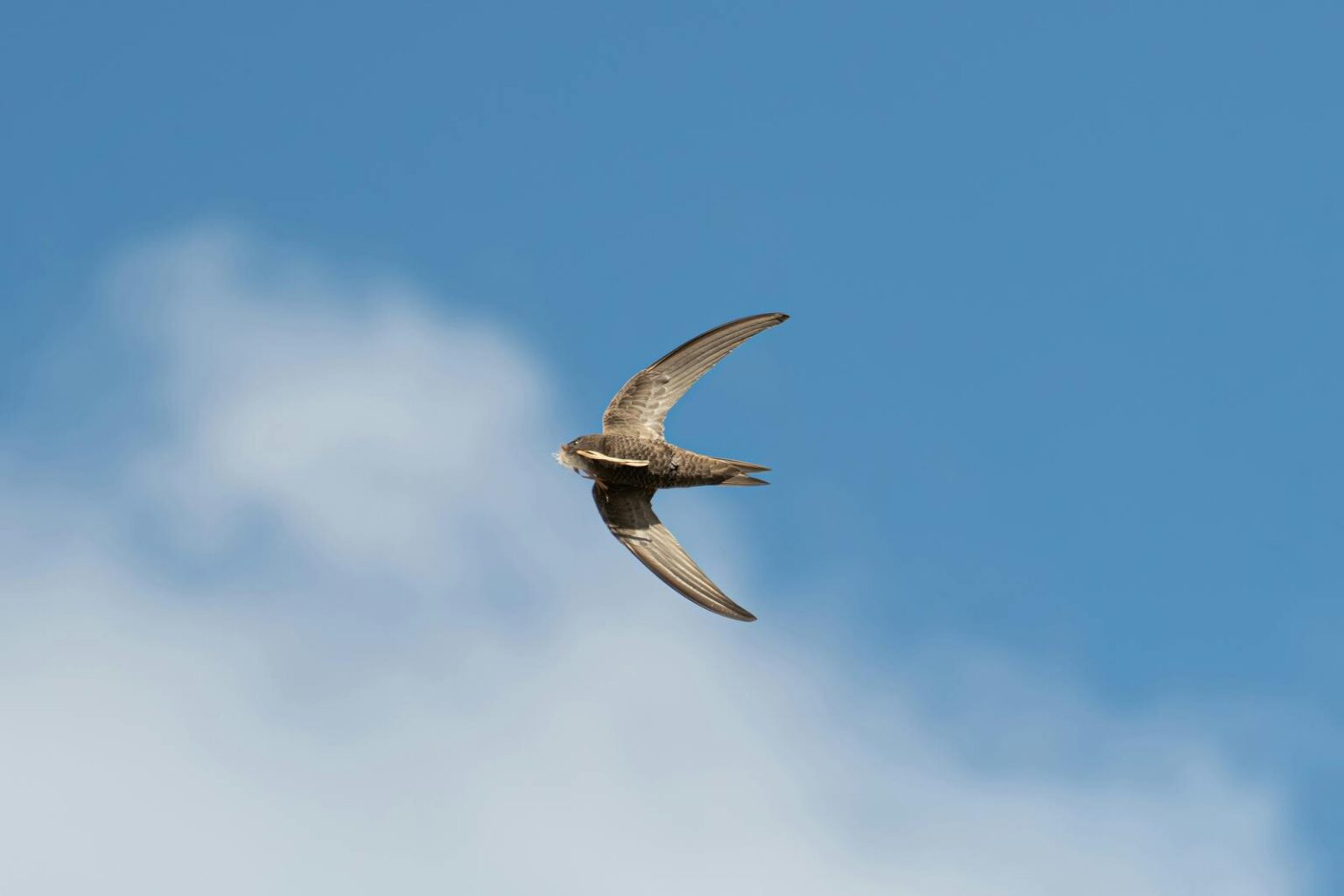 The Bird That Flies Nonstop for Months - bird-life.com