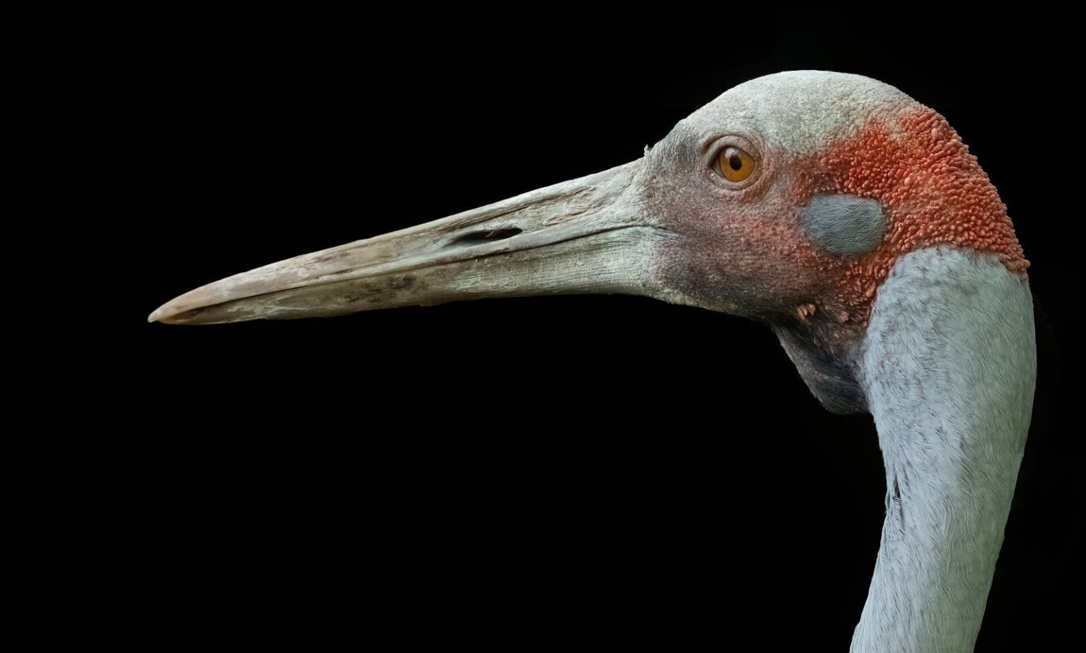 The Tallest Flying Bird in the World – And Where to Spot It - bird-life.com