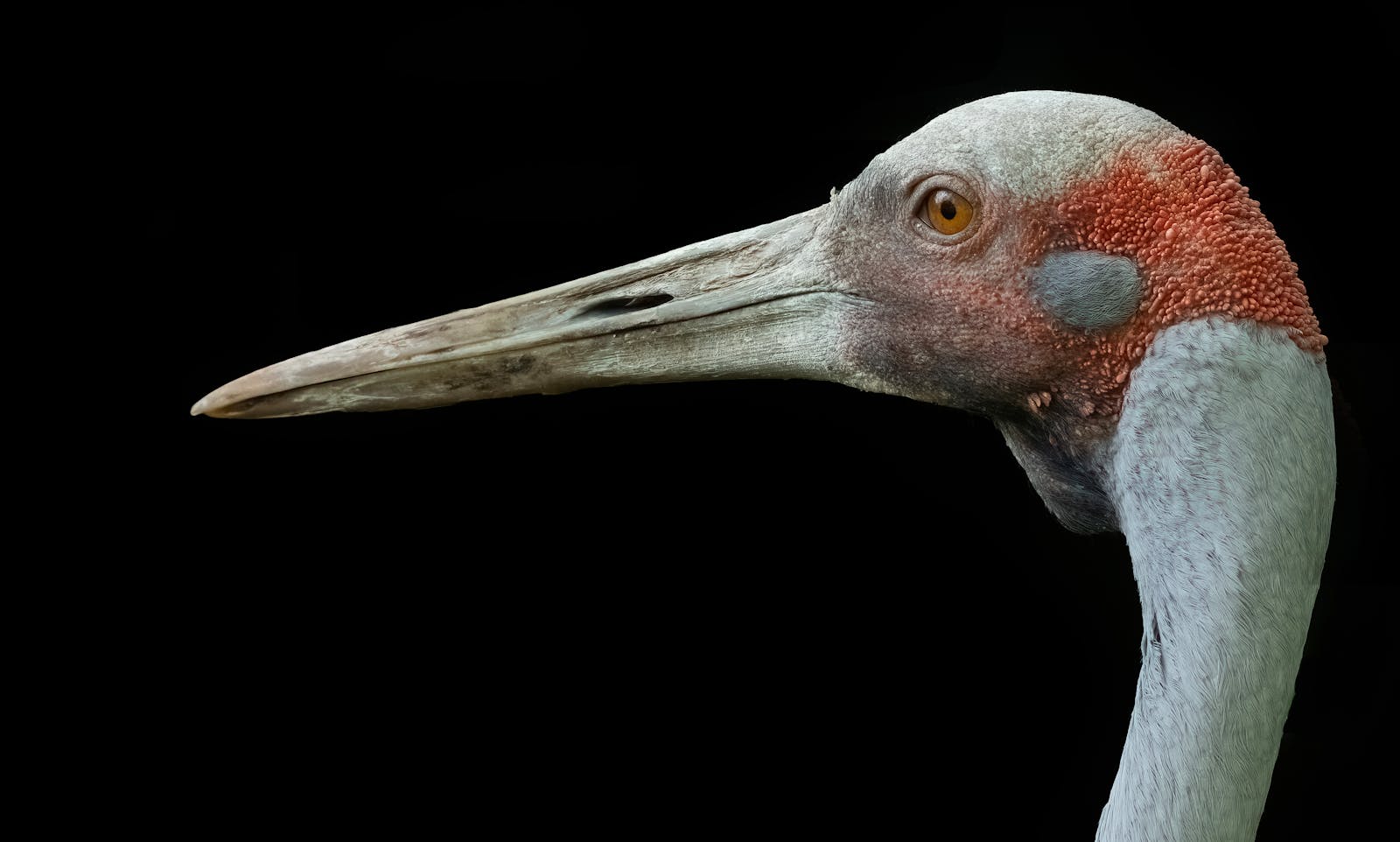 The Tallest Flying Bird in the World – And Where to Spot It - bird-life.com