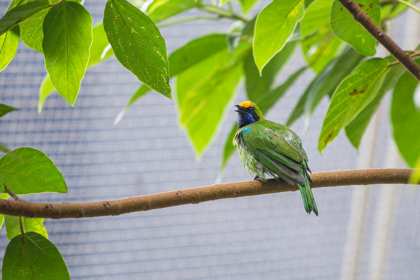 How Birds Communicate – The Science of Avian Calls - bird-life.com