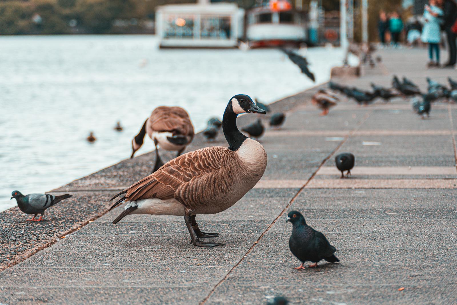 How Birds Communicate – The Science of Avian Calls - bird-life.com