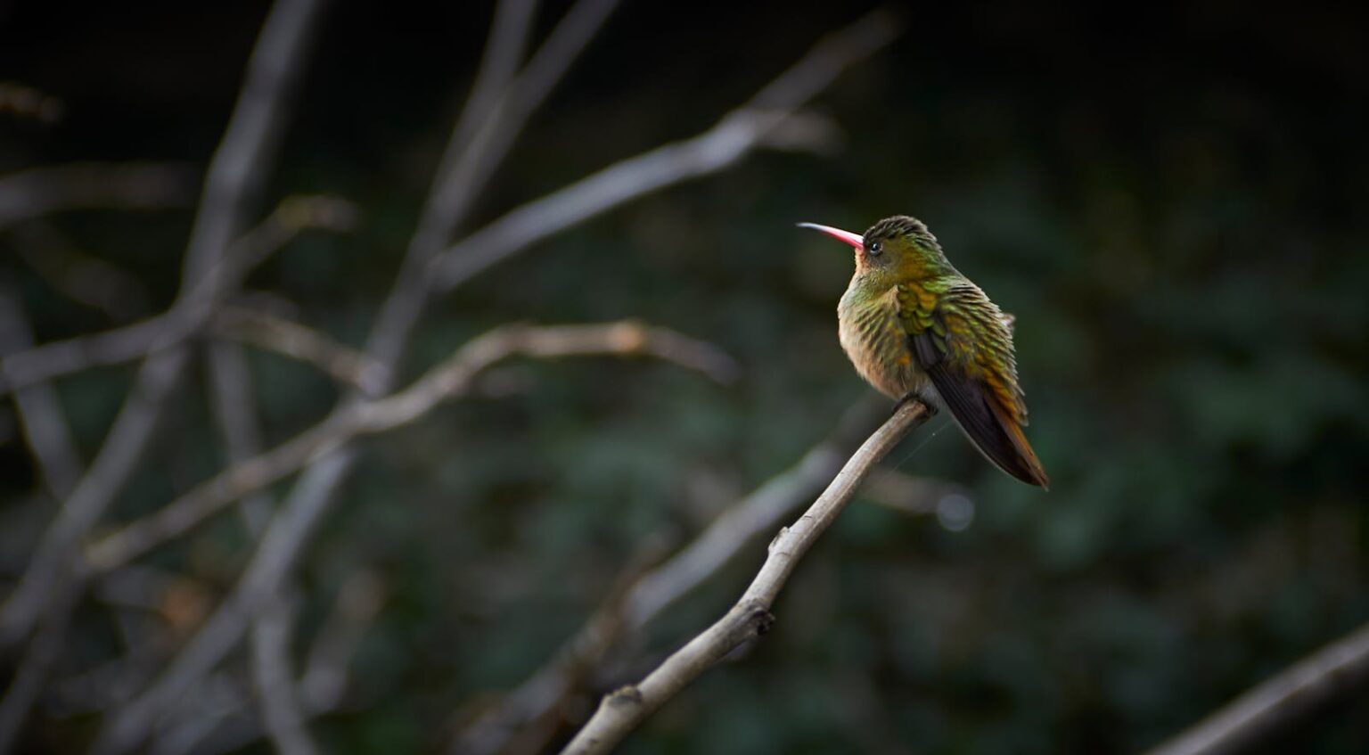 The Fastest Wingbeats in the Bird World – Who Wins the Race - bird-life.com