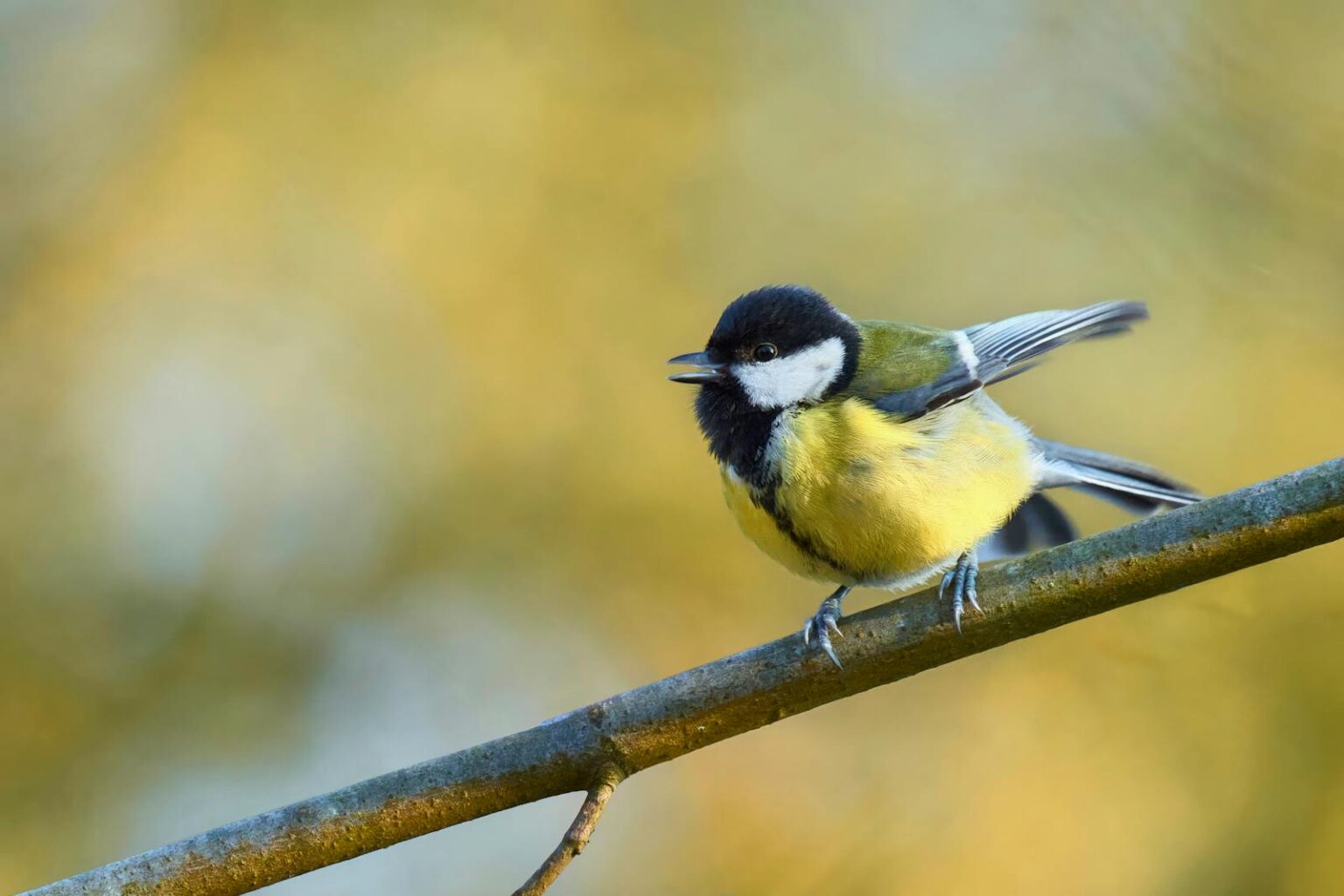 The Best Apps for Bird Identification and Tracking - bird-life.com