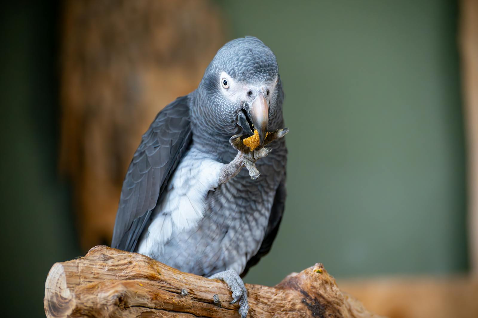 The Smartest Birds That Can Mimic Human Speech - bird-life.com