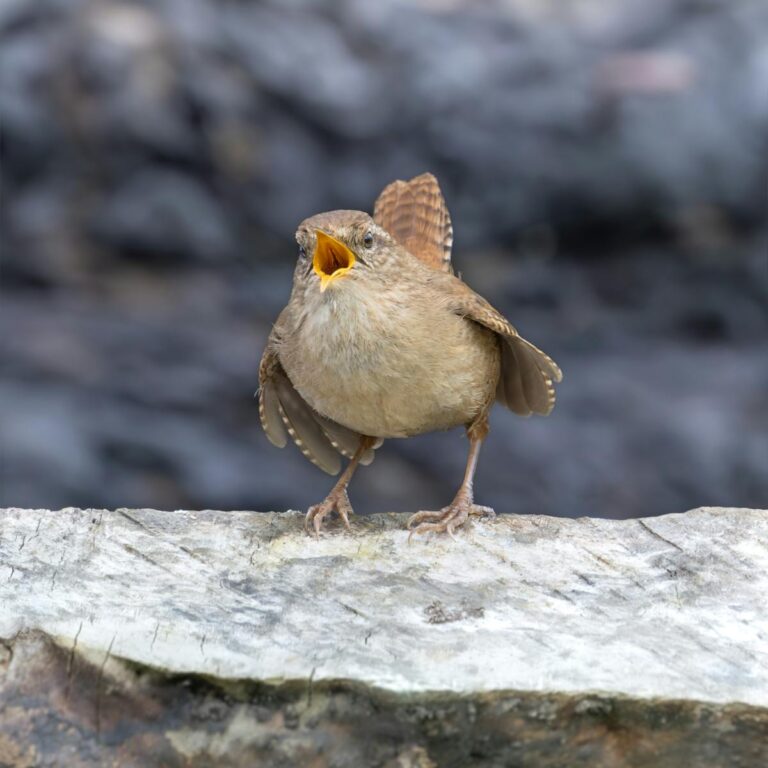 How Birds Communicate – The Science of Avian Calls - bird-life.com