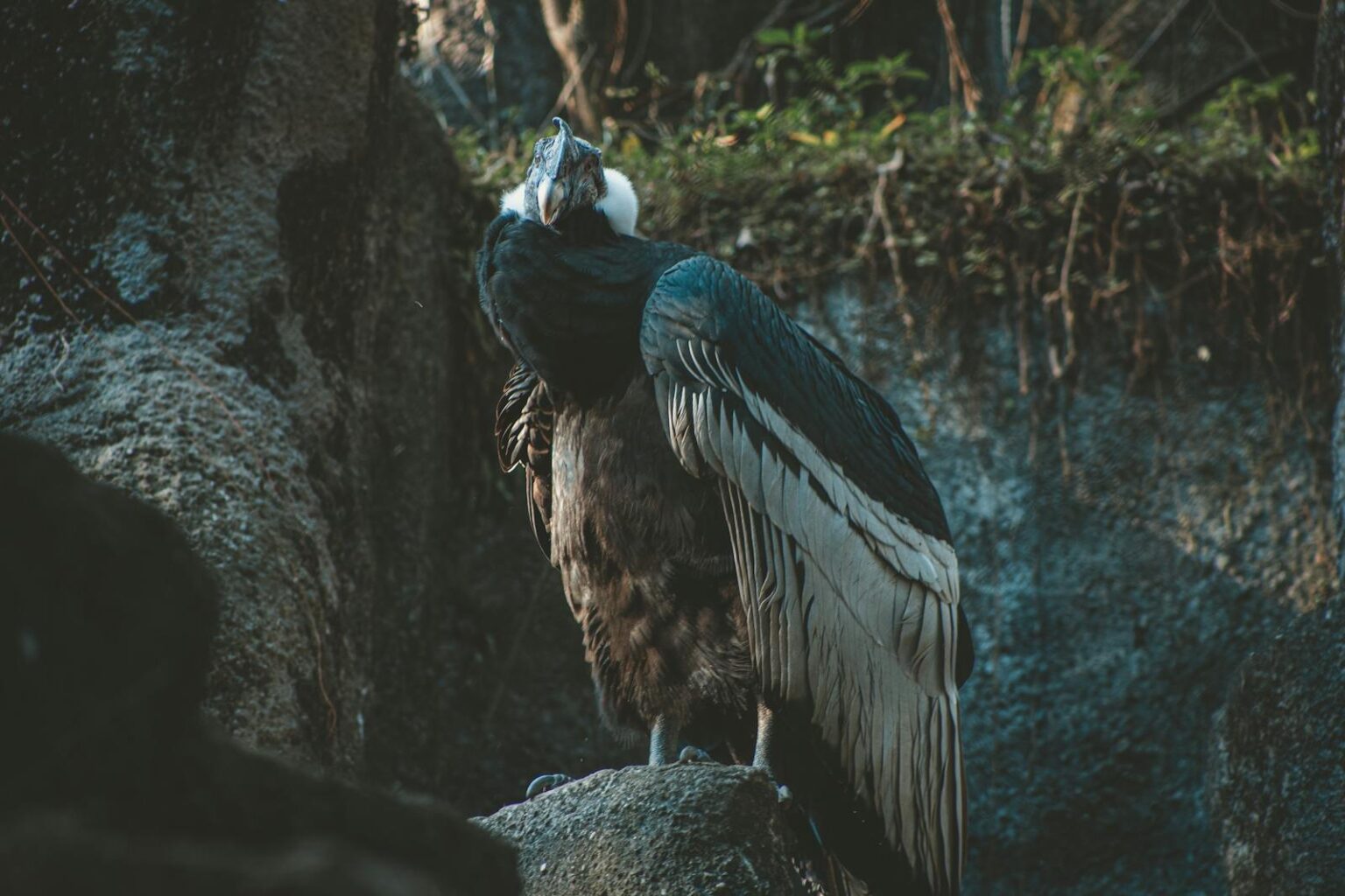 How Some Birds Survive in Volcano Zones - bird-life.com