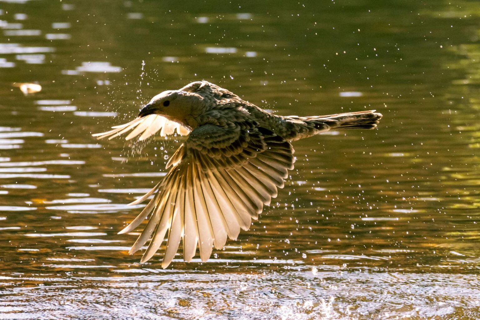 The Bird That Collects Shiny Objects to Impress a Mate - bird-life.com