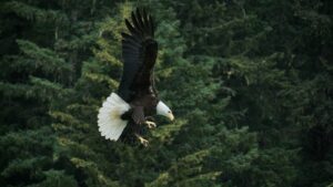 How Conservation Efforts Saved the Bald Eagle From Extinction - bird ...