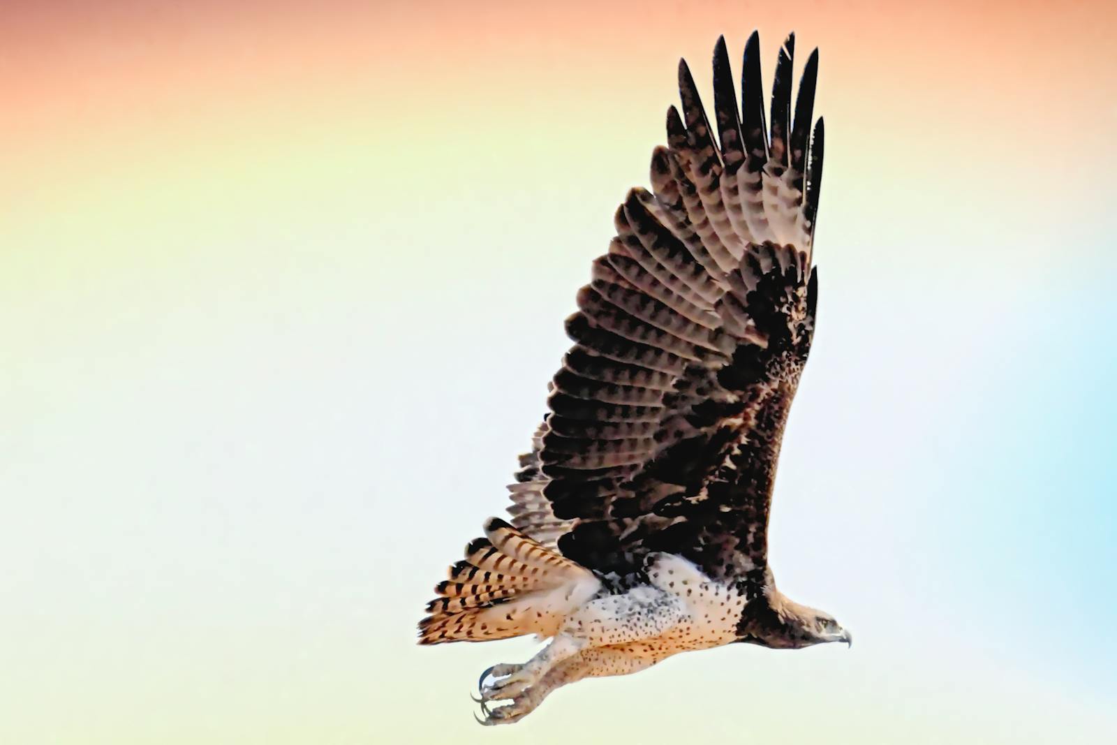 How Birds Use Calls to Warn Each Other About Predators - bird-life.com