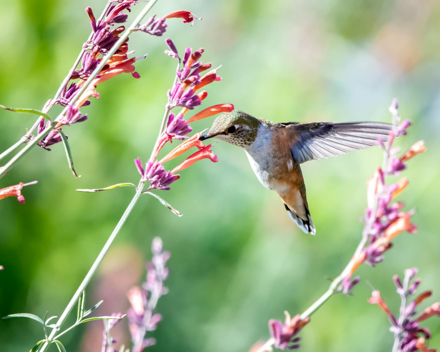 How Climate Change Is Affecting Bird Migration - bird-life.com