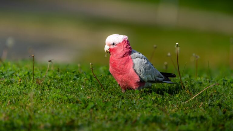 The Most Spectacular Birds in the Australian Outback - bird-life.com