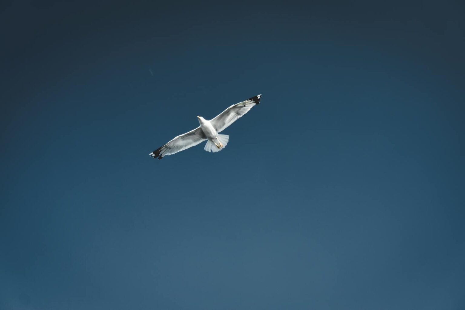 How Birds Use Wind Currents to Fly Without Flapping - bird-life.com