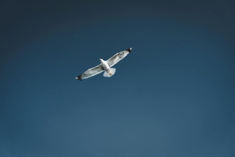 Birds in Space – How NASA Uses Bird Flight for Research - bird-life.com