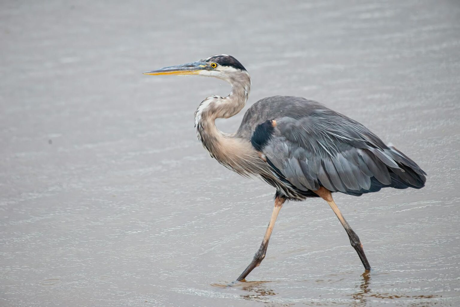 The Most Iconic Birds in U.S. National Parks - bird-life.com