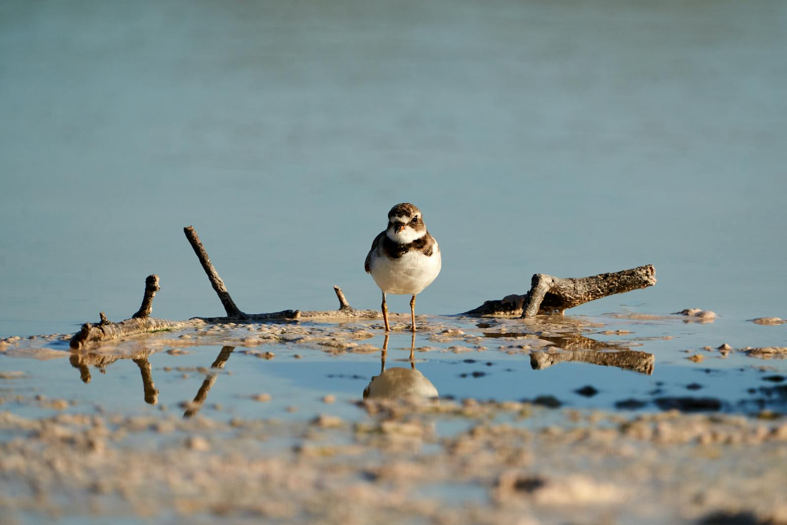 How to Use Citizen Science Apps to Track Bird Populations - bird-life.com