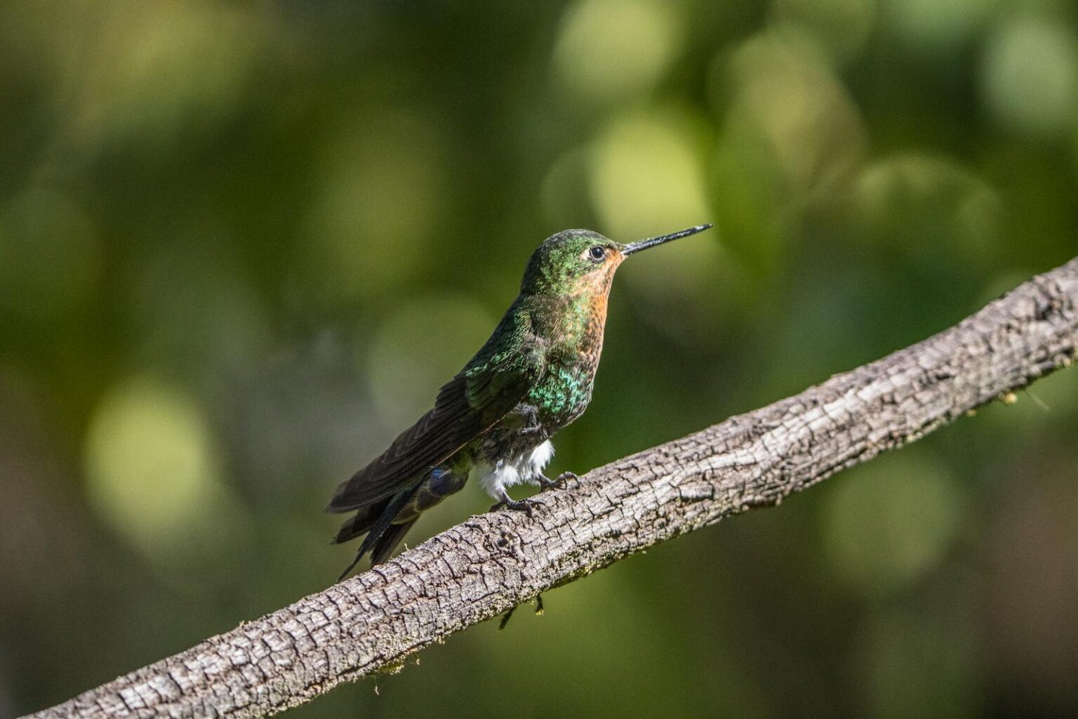 What’s the Rarest Hummingbird in the World? - bird-life.com
