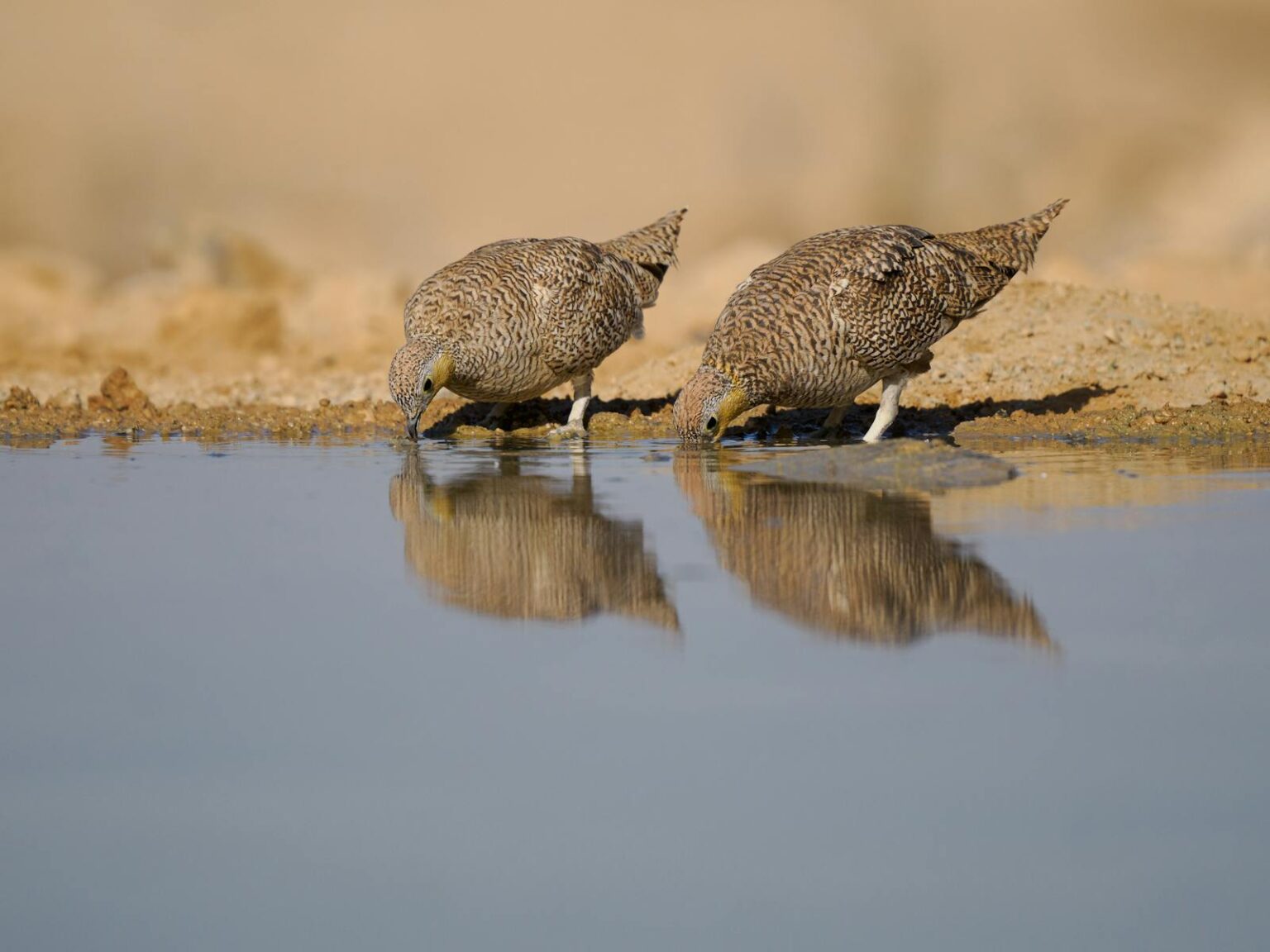 How Birds Keep Cool in Extreme Heat - bird-life.com