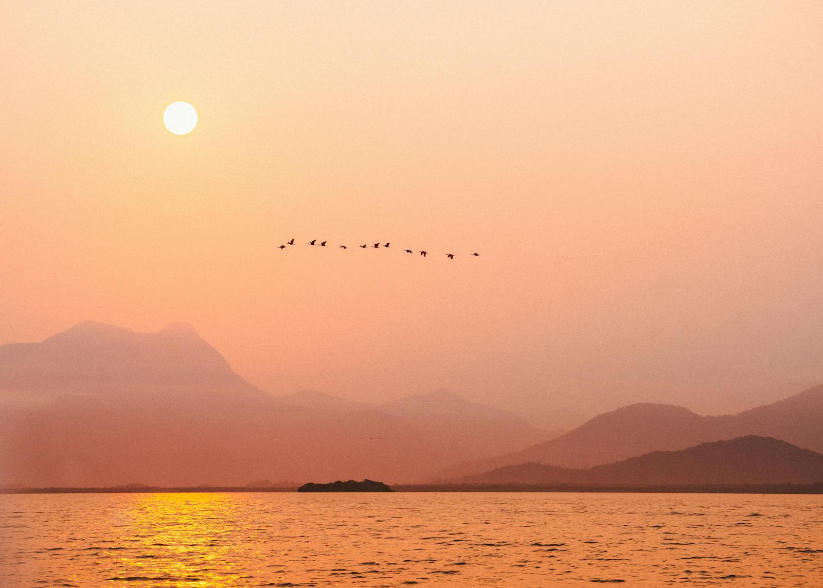How High Birds Can Fly During Migration - bird-life.com