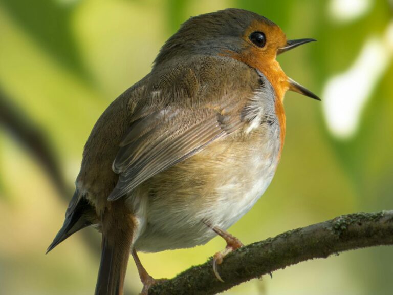 The Different Types of Bird Songs and What They Mean - bird-life.com