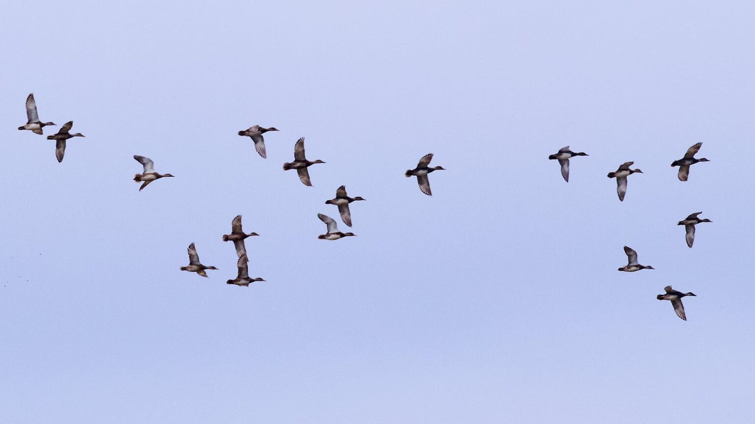 The Science Behind Flocking – Why Birds Fly in V-Formations - bird-life.com