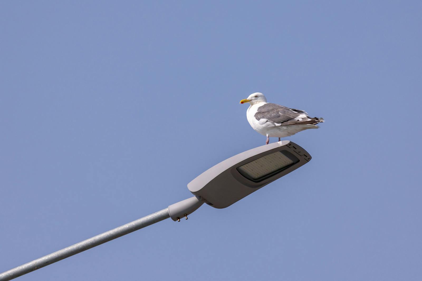 How Birds Are Adapting to Light Pollution - bird-life.com
