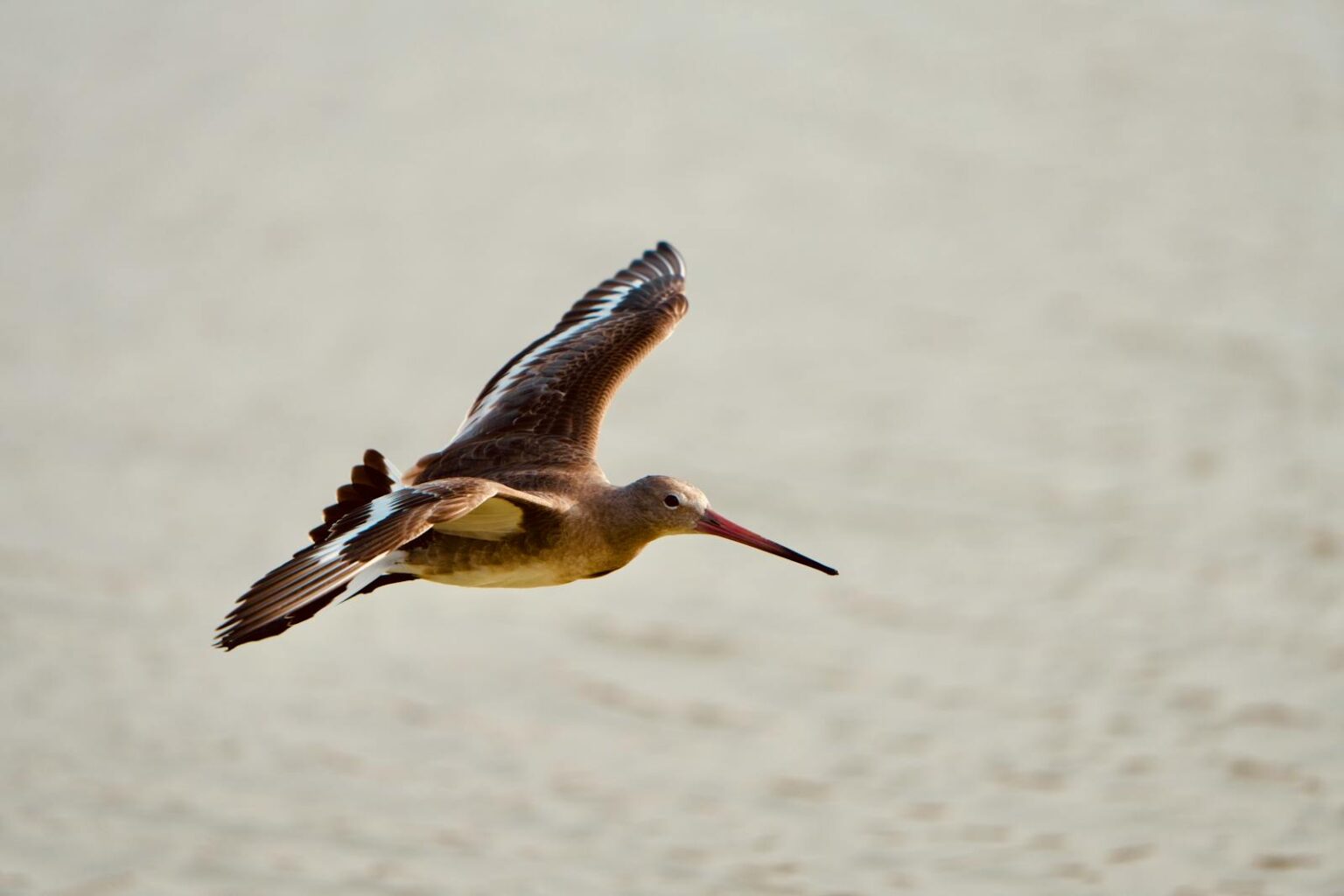 The Longest Nonstop Bird Flight Ever Recorded - bird-life.com