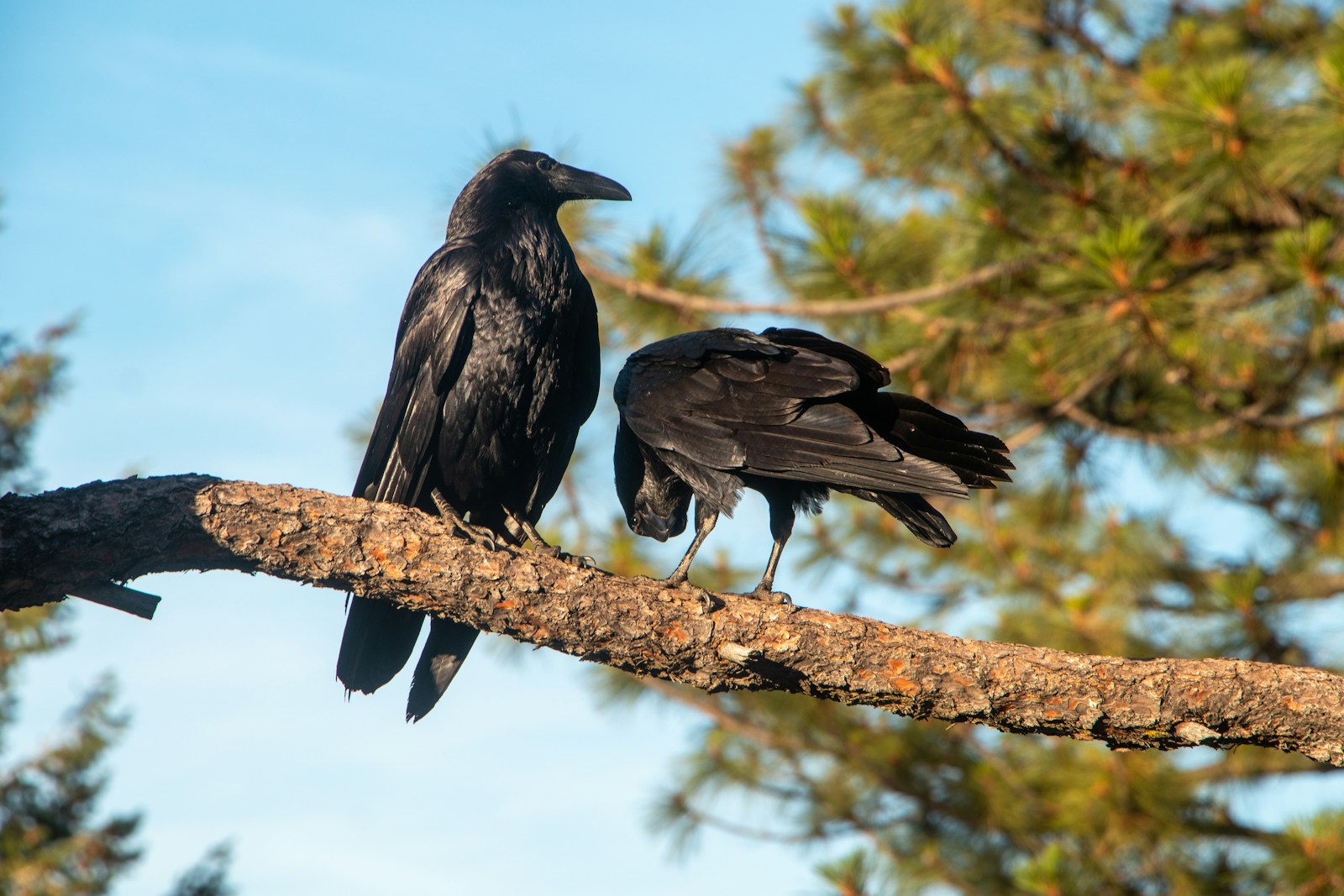 The Bird That Collects Shiny Objects to Impress a Mate - bird-life.com