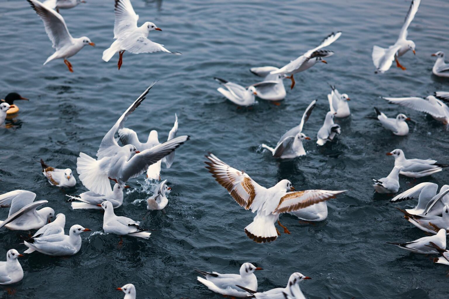 How Birds Inspire Aerospace Engineering Designs - bird-life.com