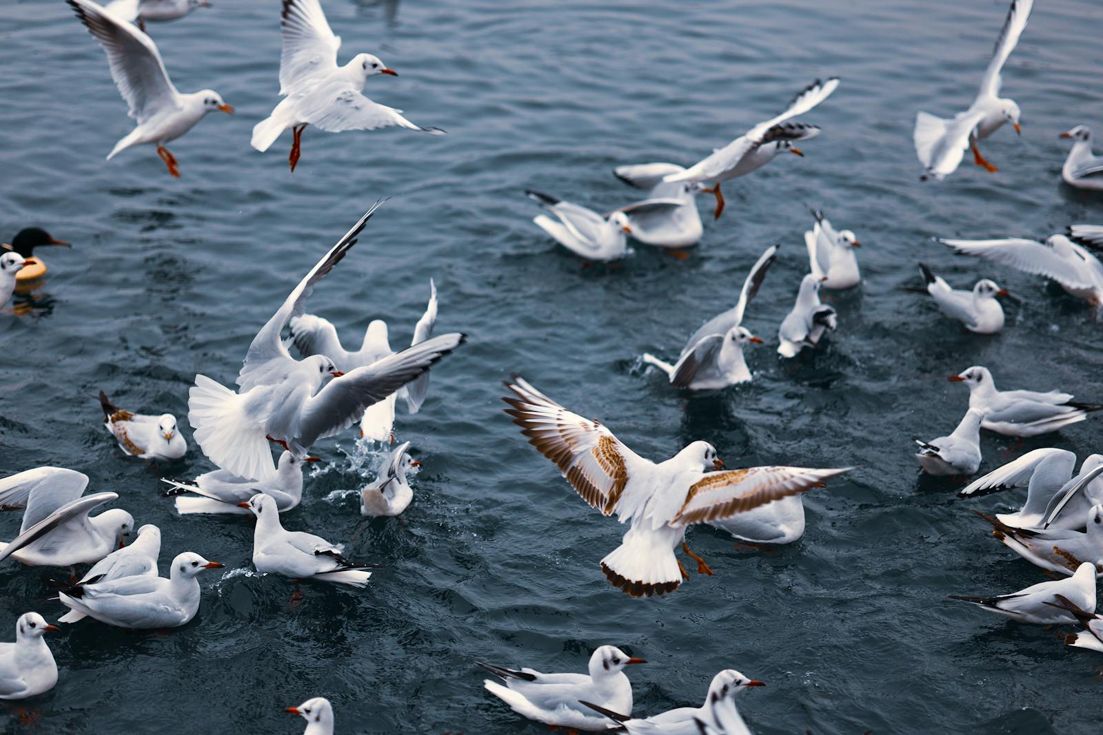 How Birds Inspire Aerospace Engineering Designs - bird-life.com