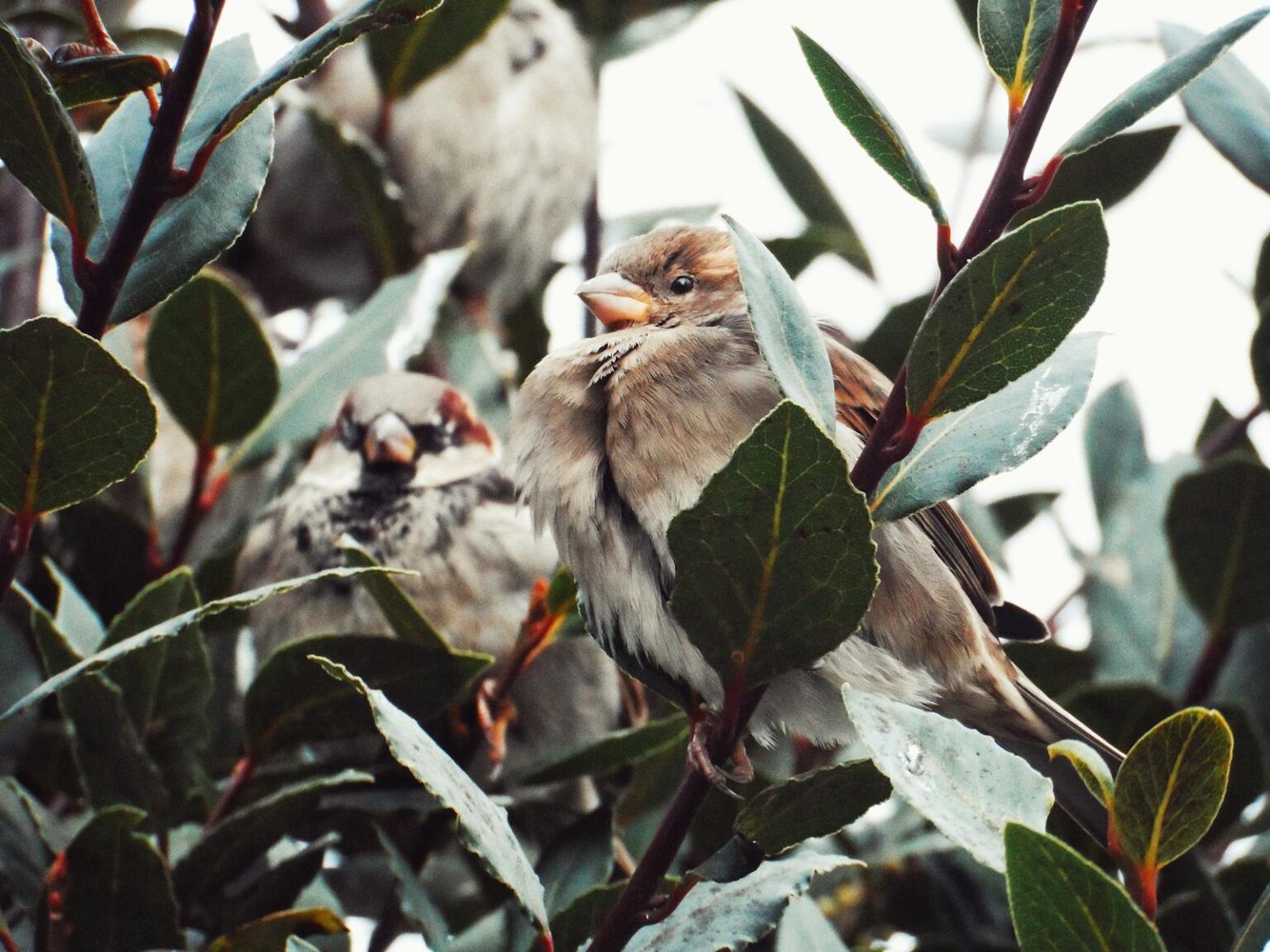 The Bird That Can Sing Two Notes at Once – The Science of Syrinx - bird ...
