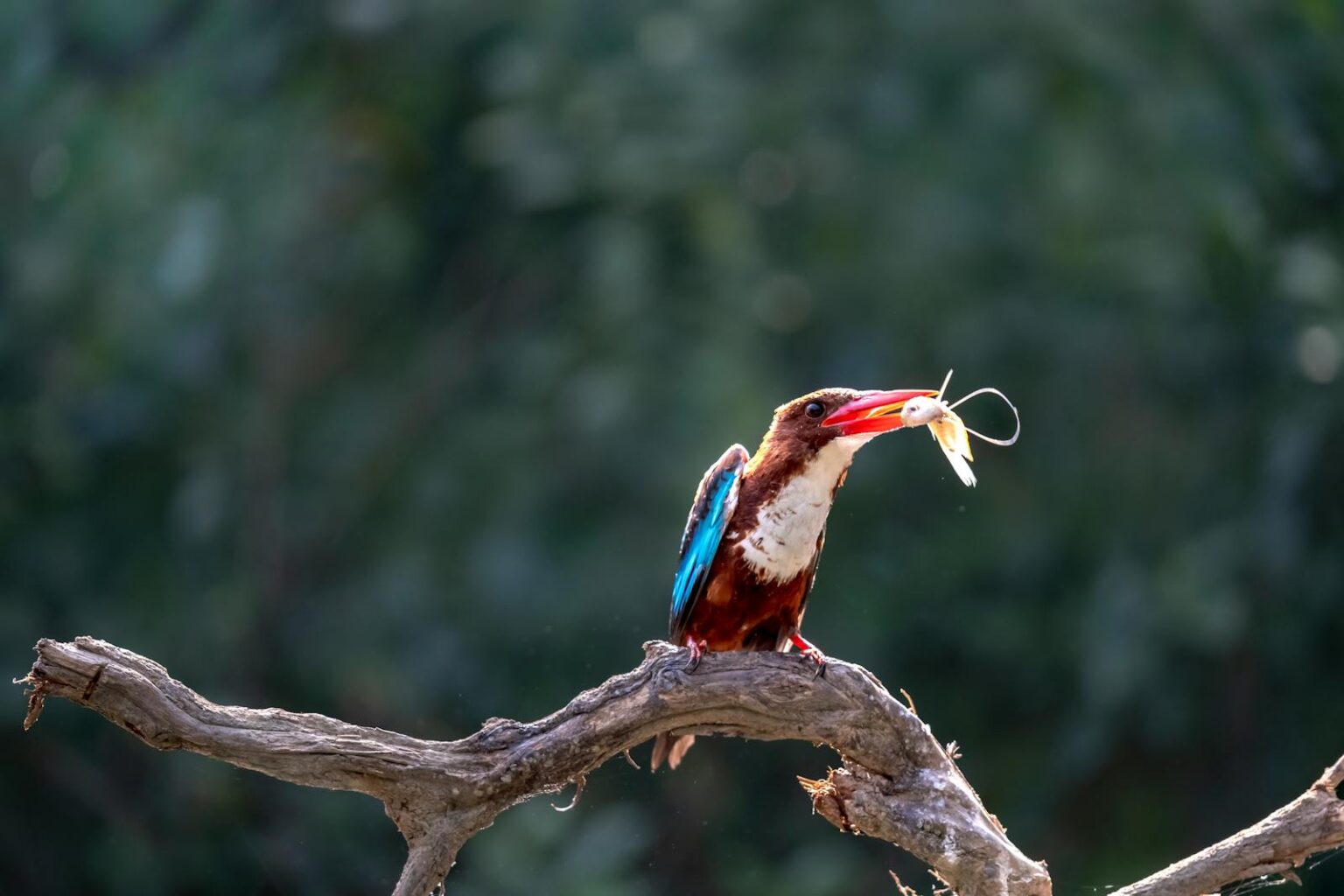 The Bird That Can Catch Fish Without Getting Wet - bird-life.com