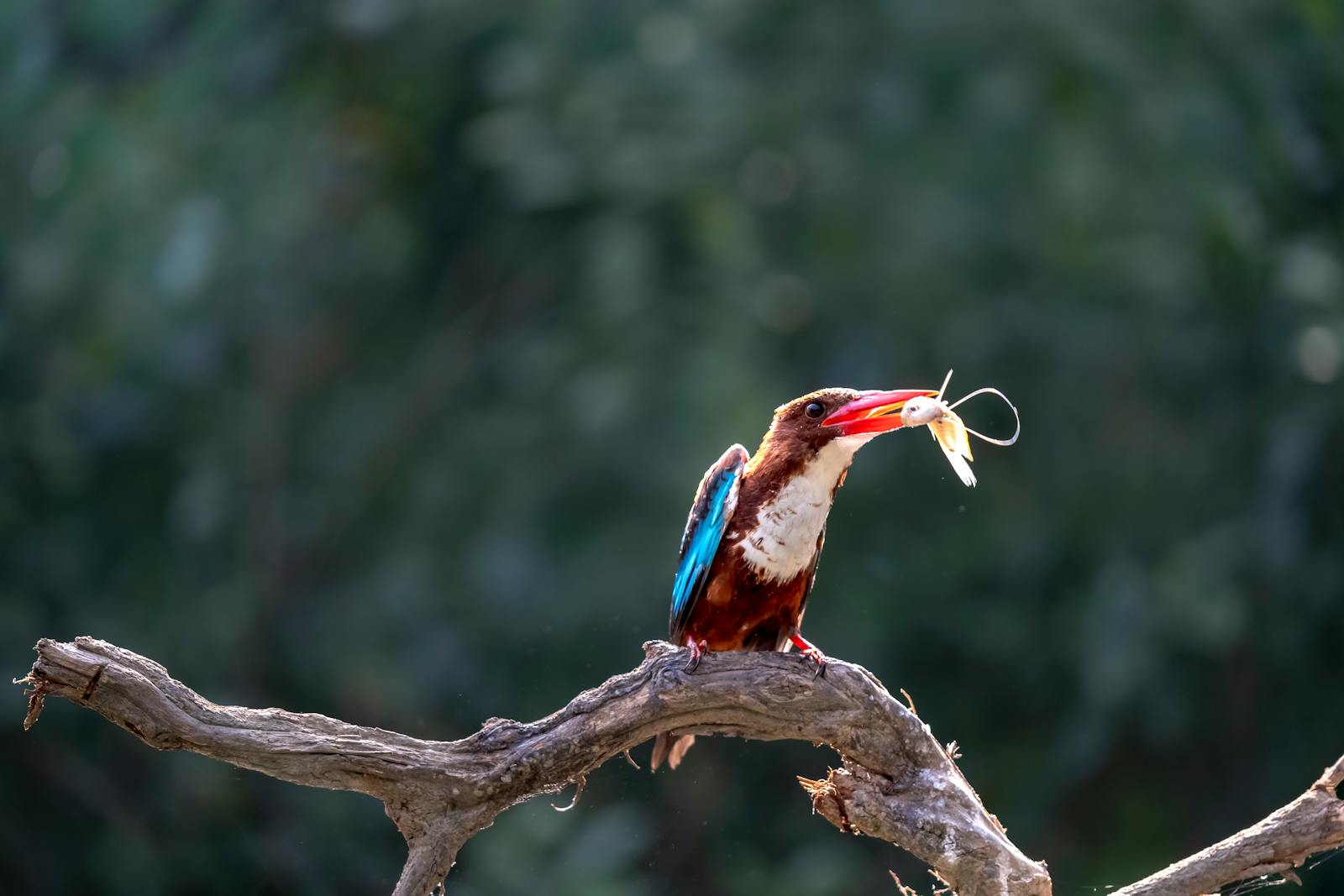 The Bird That Can Catch Fish Without Getting Wet - bird-life.com