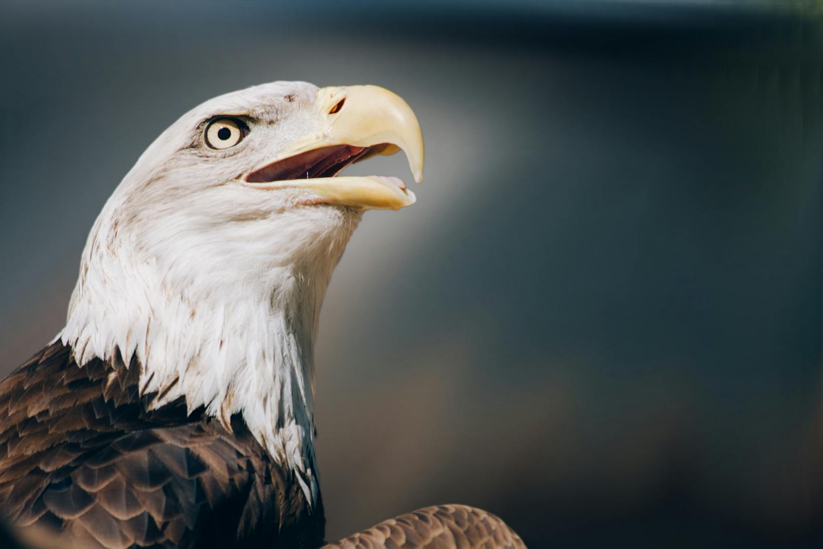 How Conservation Efforts Saved the Bald Eagle From Extinction - bird ...