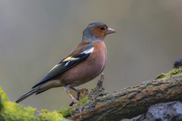 How Birds See the World – A Glimpse Into Avian Vision - bird-life.com