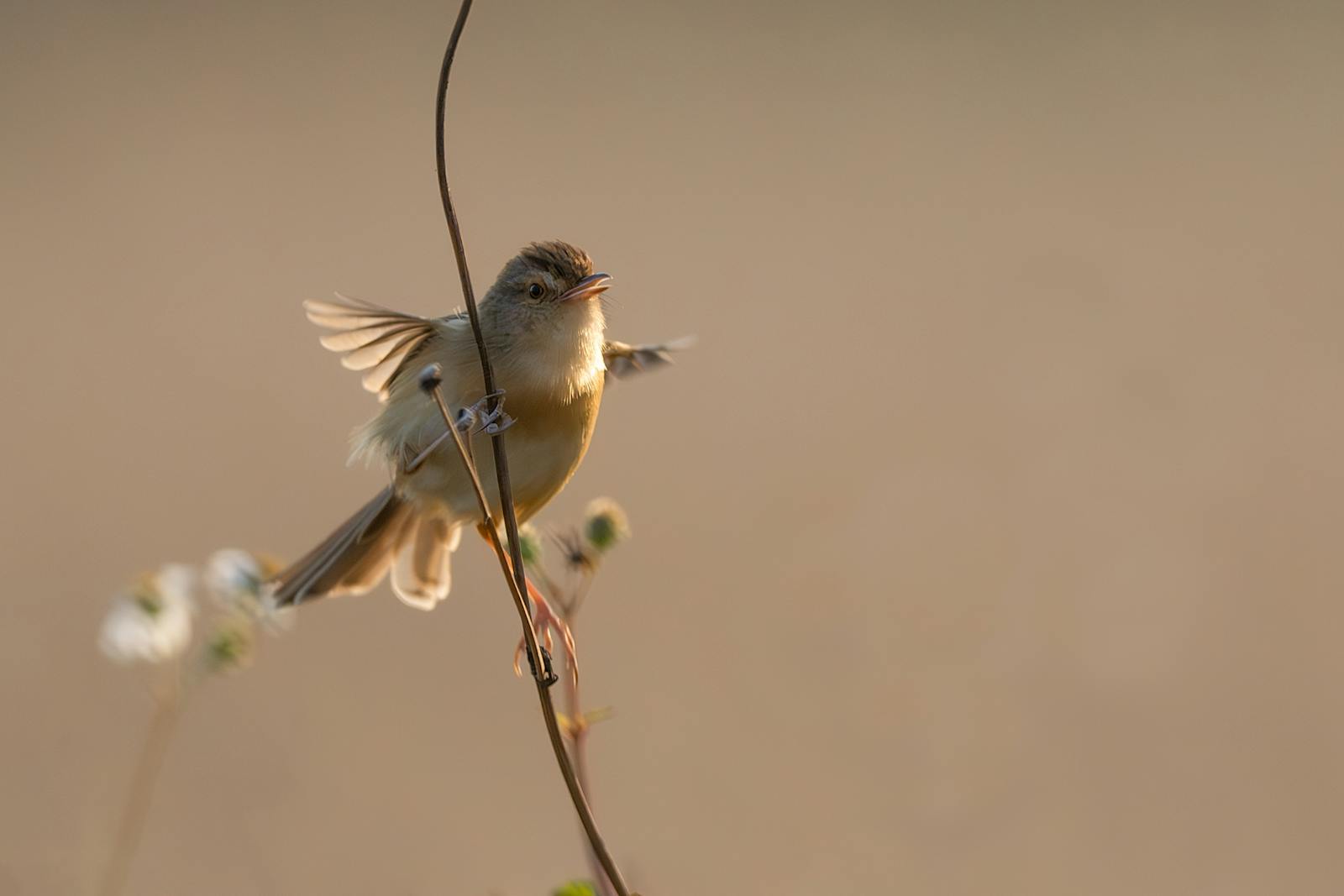 How Do Birds Recognize Their Own Species? - bird-life.com