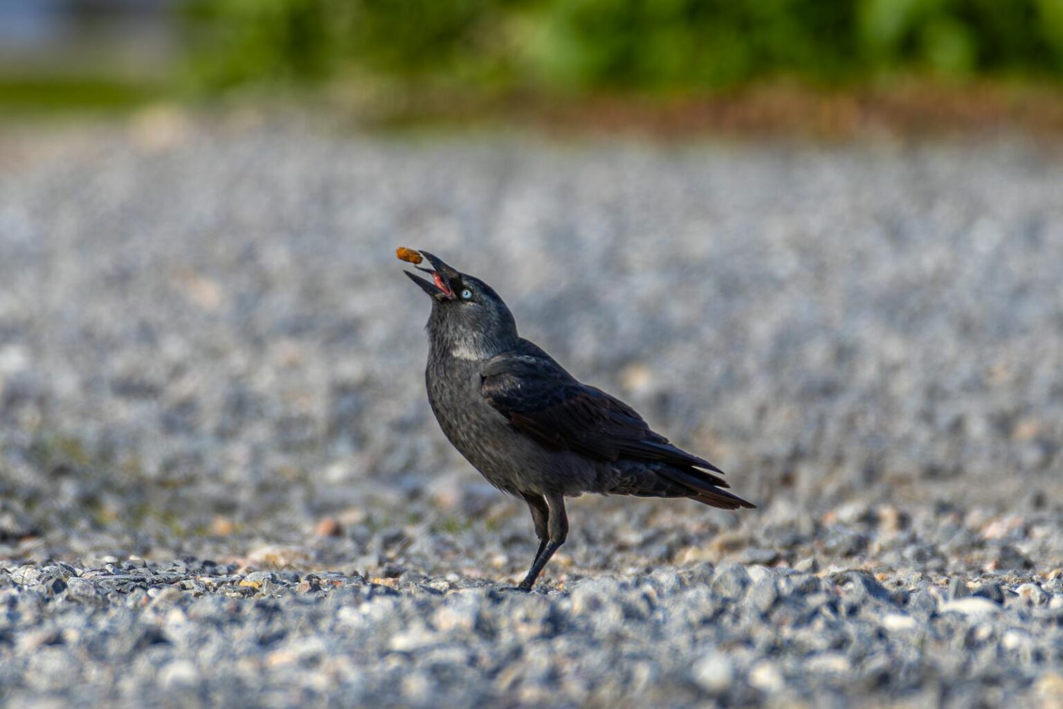 The Bird That Collects Shiny Objects to Impress a Mate - bird-life.com