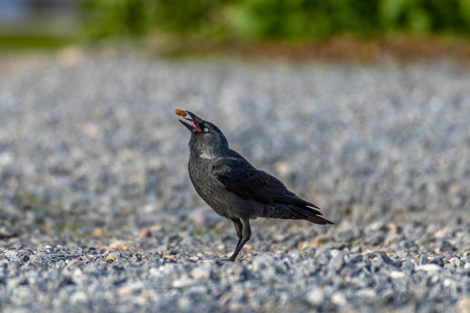 The Bird That Collects Shiny Objects to Impress a Mate - bird-life.com